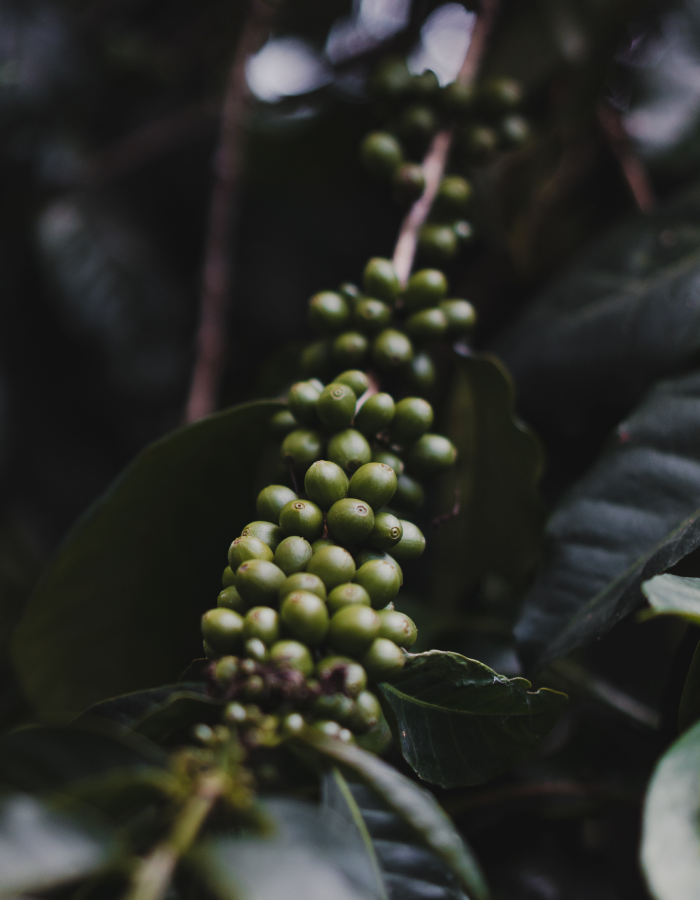 Siolim - Speciality Coffee Brewers l Best cafe in Indore.